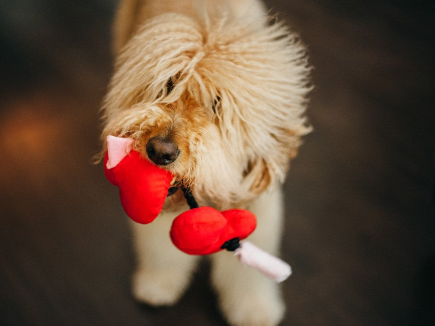Puppy Love: Top 8 Valentine’s Day Gifts for Dog Lovers – P.L.A.Y.