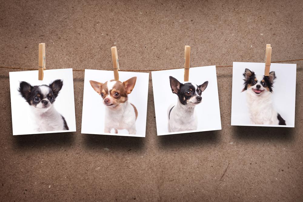 Animal Art: Creative Ideas for DIY Pet Projects – P.L.A.Y.