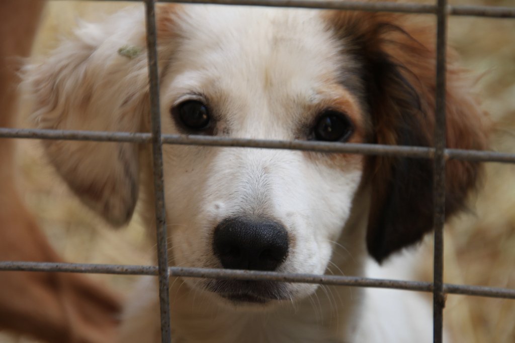 How to Build an Animal Shelter – P.L.A.Y.