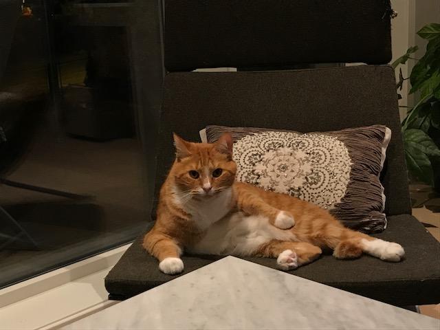 Ailo Returns – P.L.A.Y.