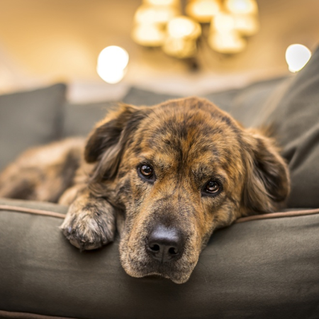 5 Weird Dog Behaviors: What Do They Mean and How to Deal with Them? – P ...