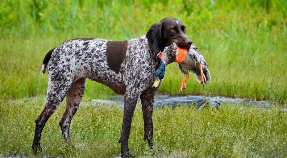 Best Exercises to Keep Your Hunting Dog Fit – P.L.A.Y.