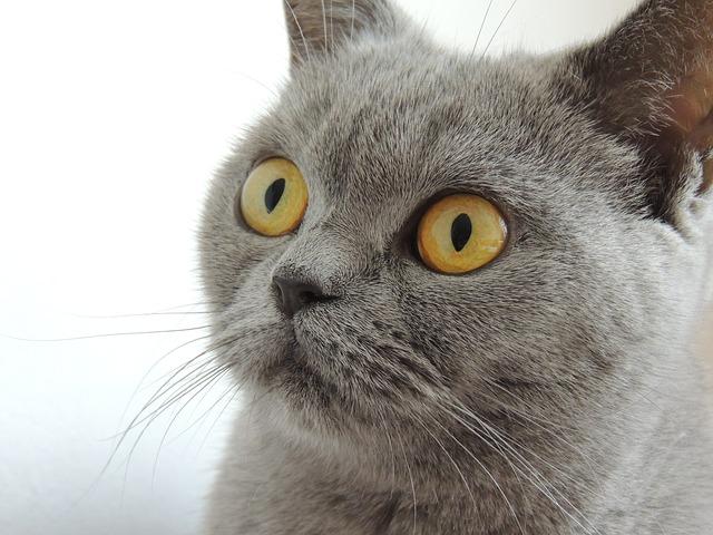 Understanding What Your Cat is Thinking – P.L.A.Y.