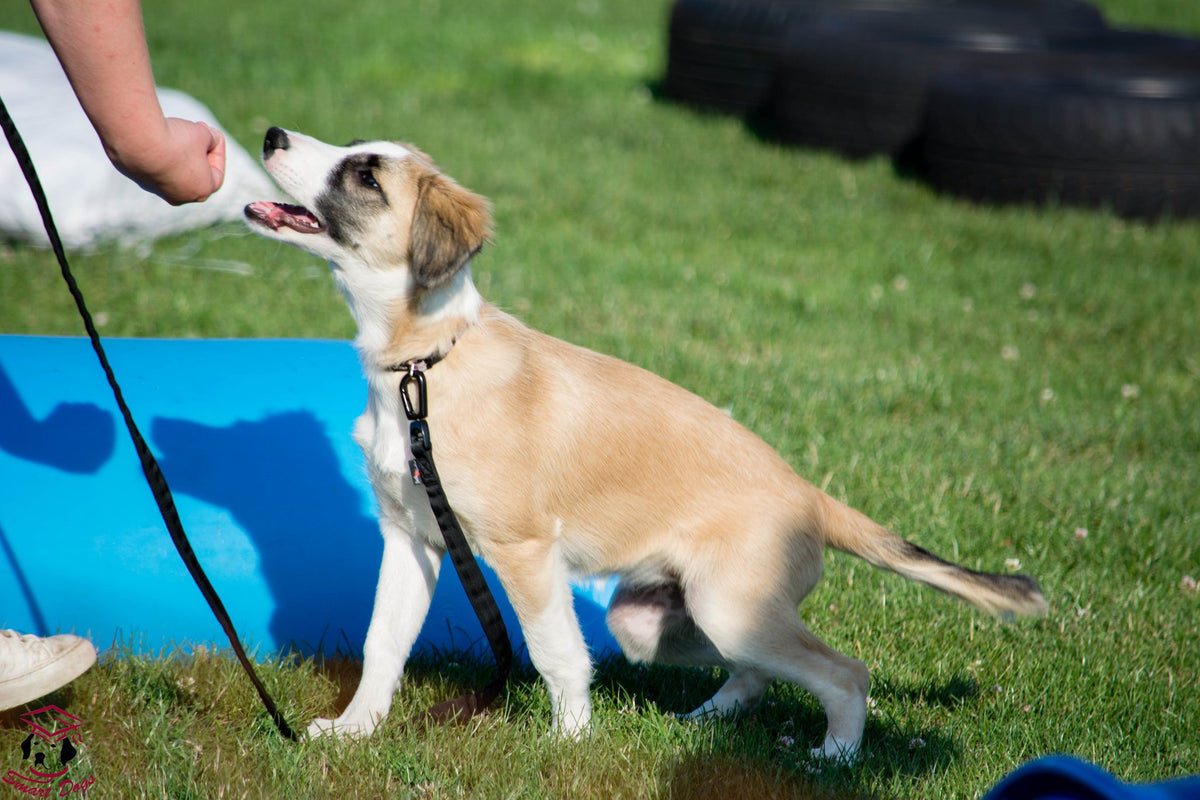 Effective Dog Training Tactics That Really Work – P.L.A.Y.