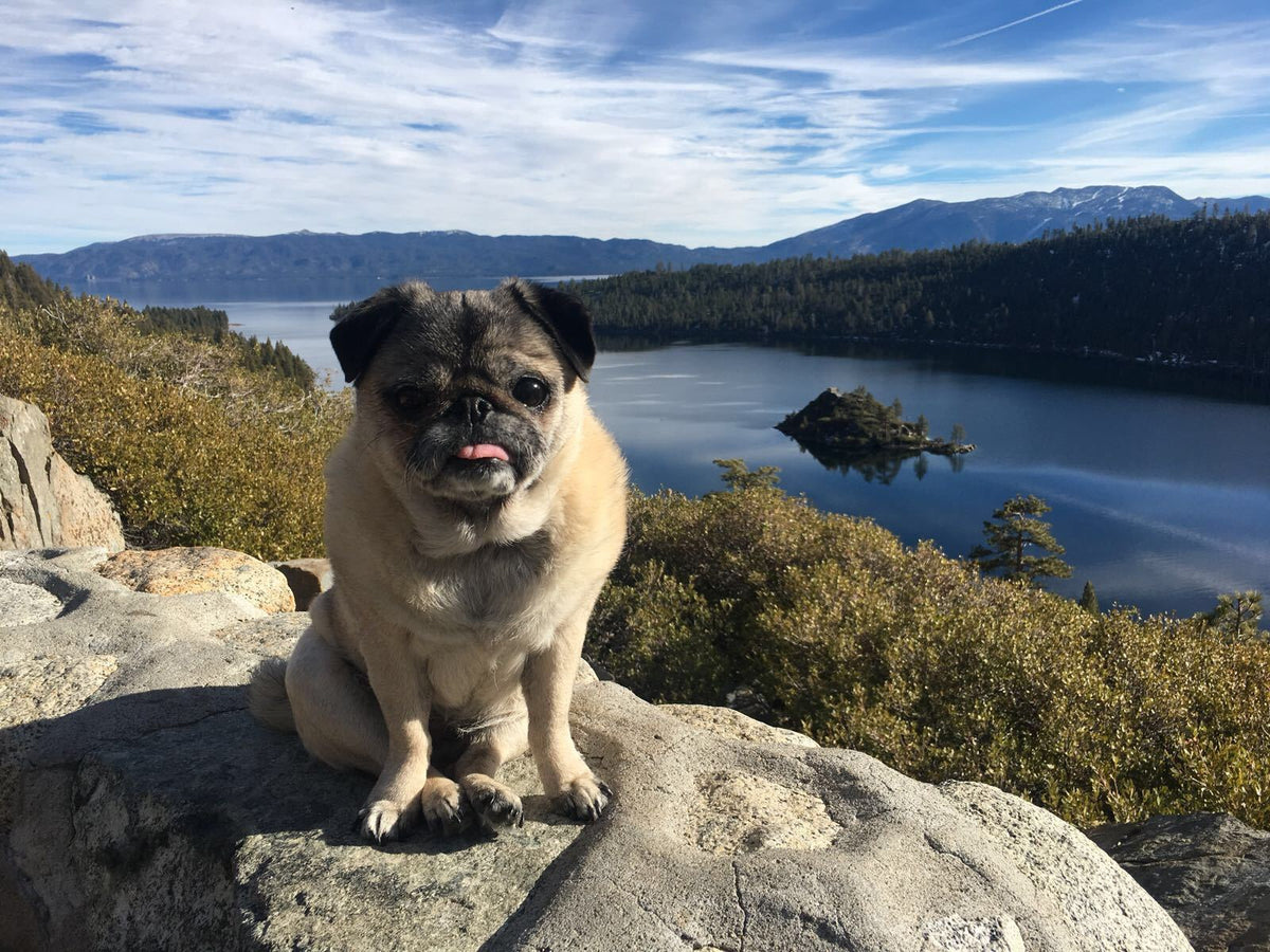 Momo Monday: Best of 2017 – P.L.A.Y.