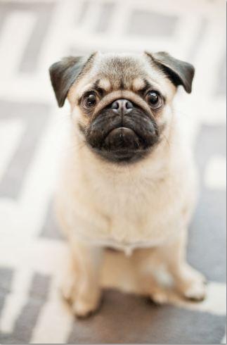 Momo Mondays: Momo's First Photoshoot – P.L.A.Y.