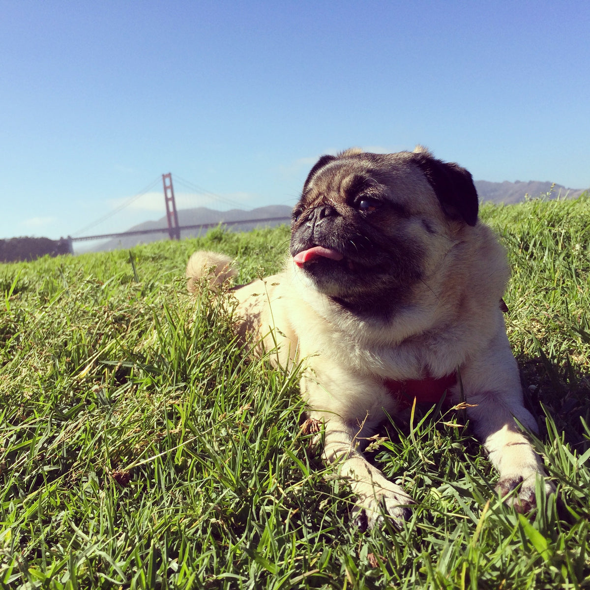 Momo Monday: Save me (from being a couch potato) San Francisco – P.L.A.Y.