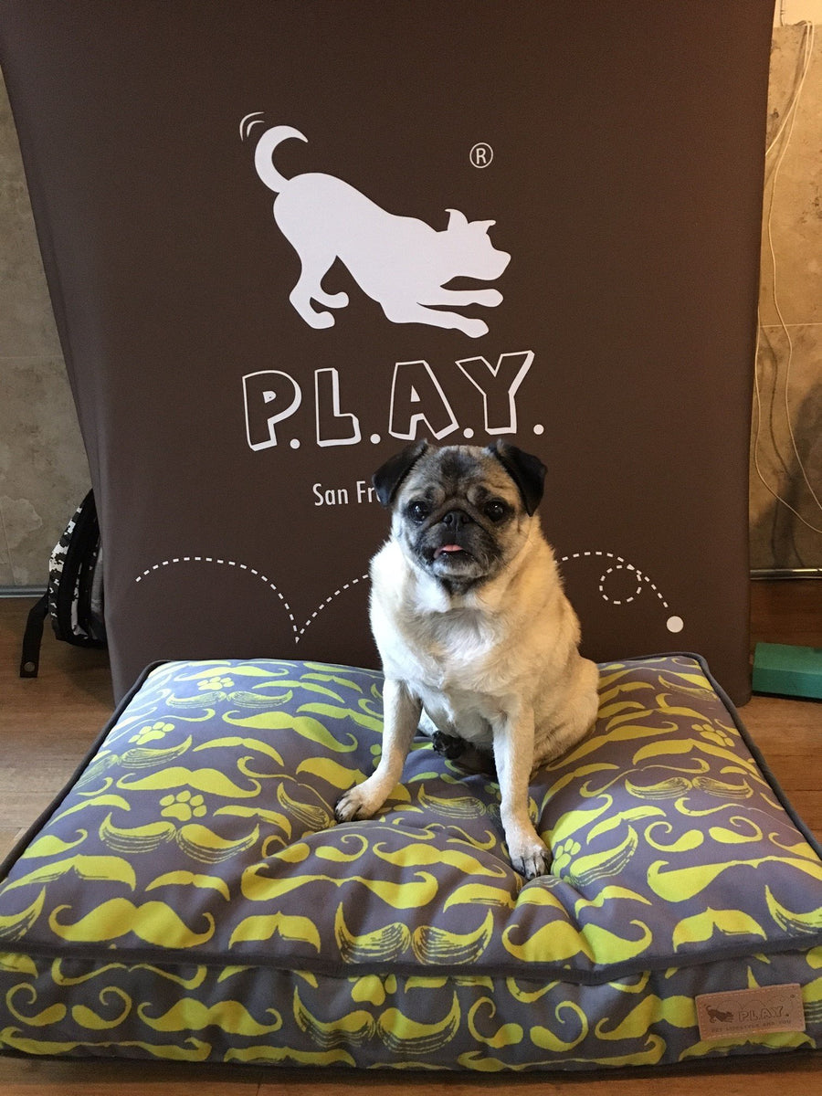 Momo Monday - One Pug Can Make a Difference this Movember – P.L.A.Y.