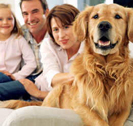 Perfect Pooch: Tips for Grooming and Pampering – P.L.A.Y.