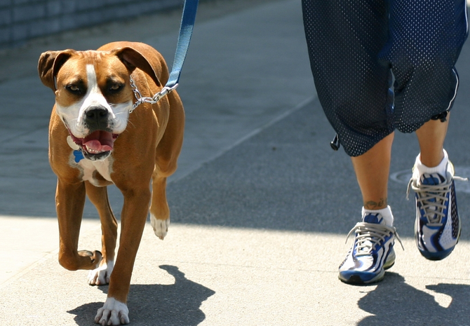 Rover Rescue: Adapting a Rescue Dog to a New Environment – P.L.A.Y.