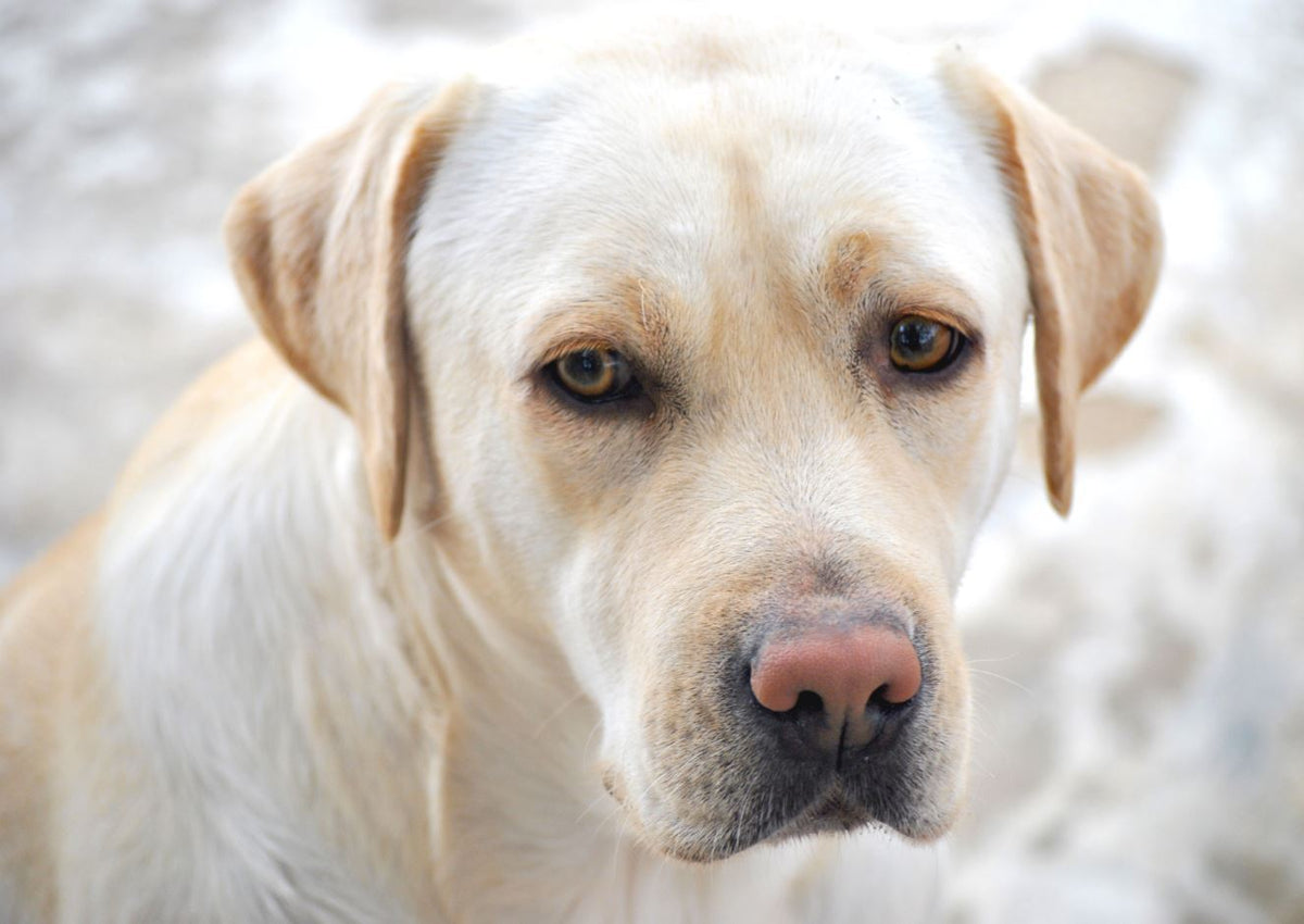 Signs of Aggression: How to Tell If Your Dog is Agitated – P.L.A.Y.