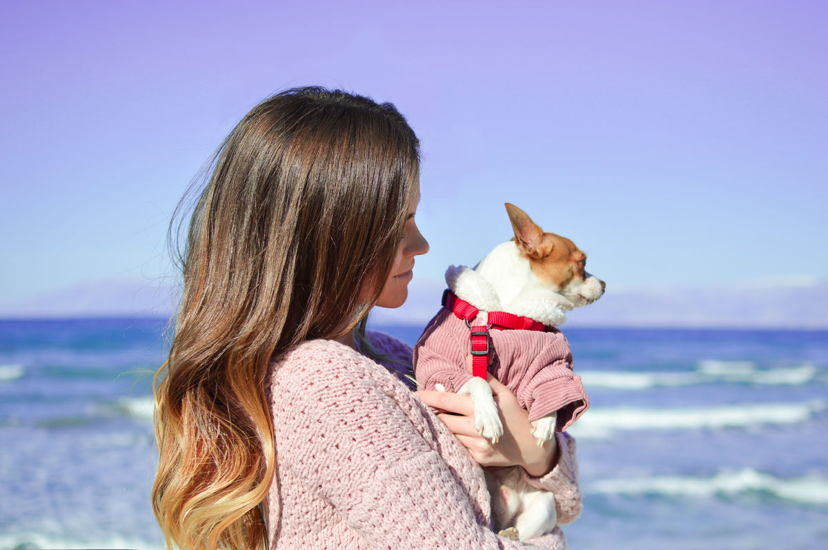 Tips for a Fun, Safe Beach Visit with Your Dog – P.L.A.Y.