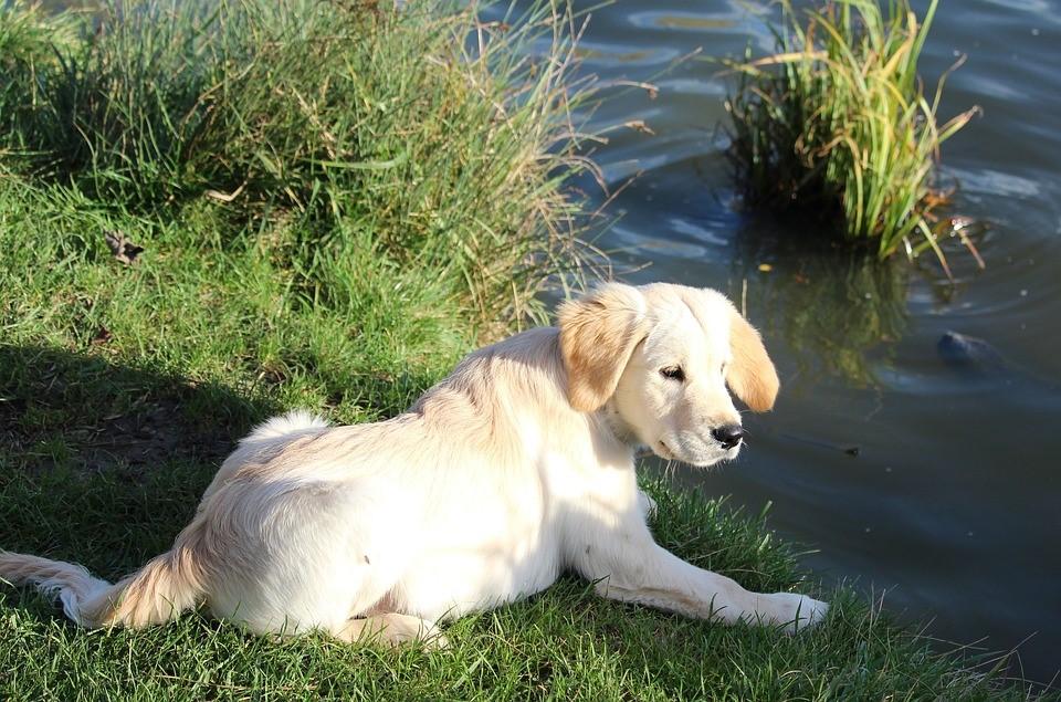 Why Labs Love Water: Understanding the Labrador’s History – P.L.A.Y.