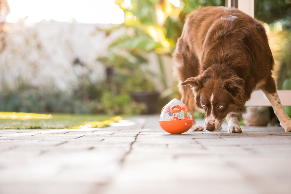 Top 9 Tips for a Healthy, Happy Pup – P.L.A.Y.