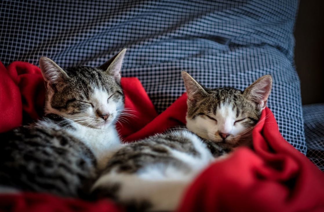 What Pet Owners Should Know about Animal Blood Types and Transfusions ...