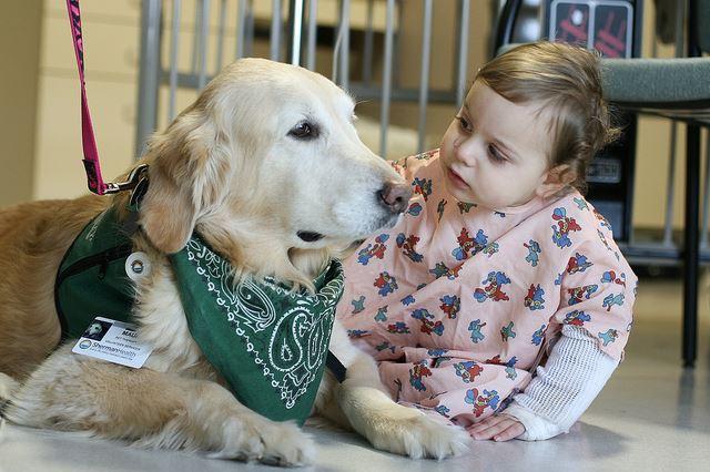 What's the Difference Between a Service Dog and a Therapy Animal? – P.L ...