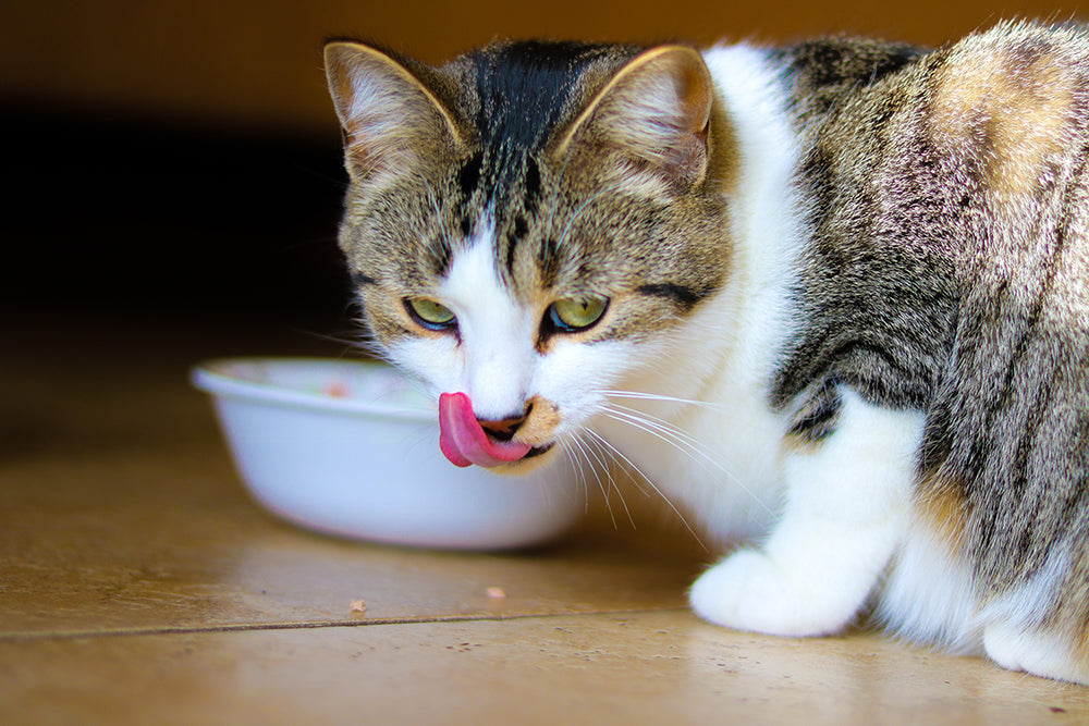 How to Organize Feeding Your Cat Correctly? – P.L.A.Y.