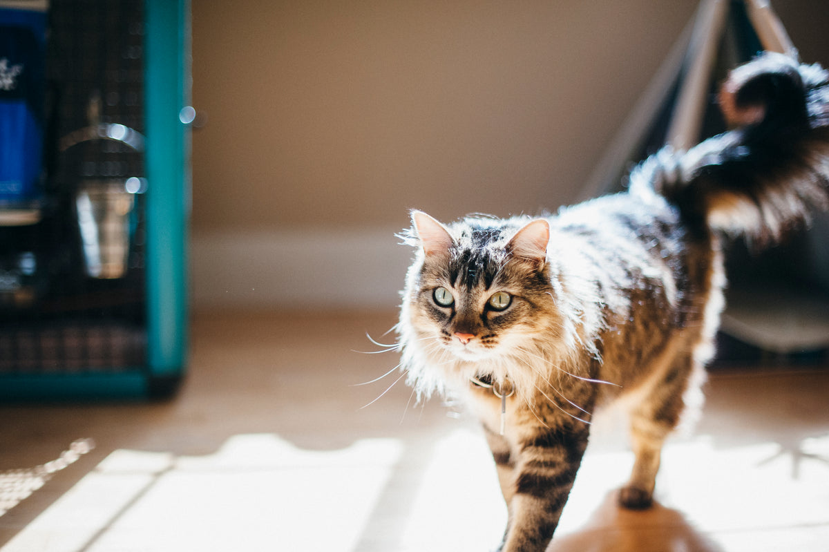 Awesome Ideas for Throwing a Cat Birthday Party – P.L.A.Y.