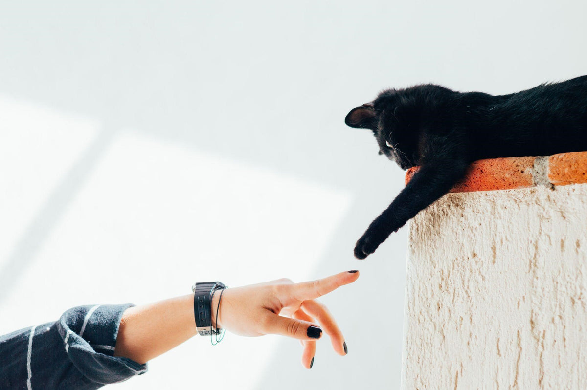 How to Better Understand Your Cat and Their Behavior – P.L.A.Y.
