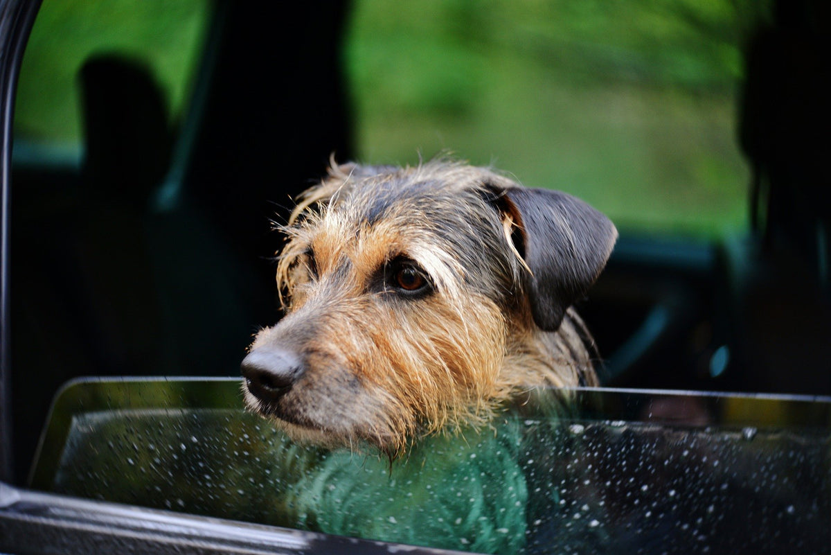Tips for taking your dog in a rental car – P.L.A.Y.