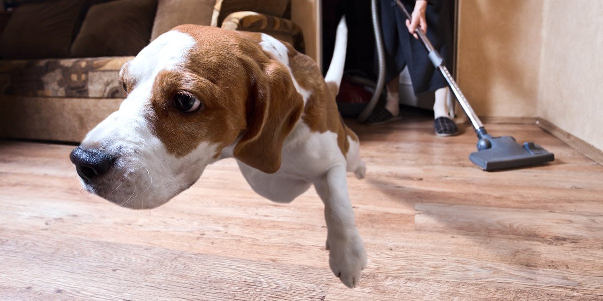 5 Quick Cleaning Tips for Eliminating Dog Odors in Your Home – P.L.A.Y.