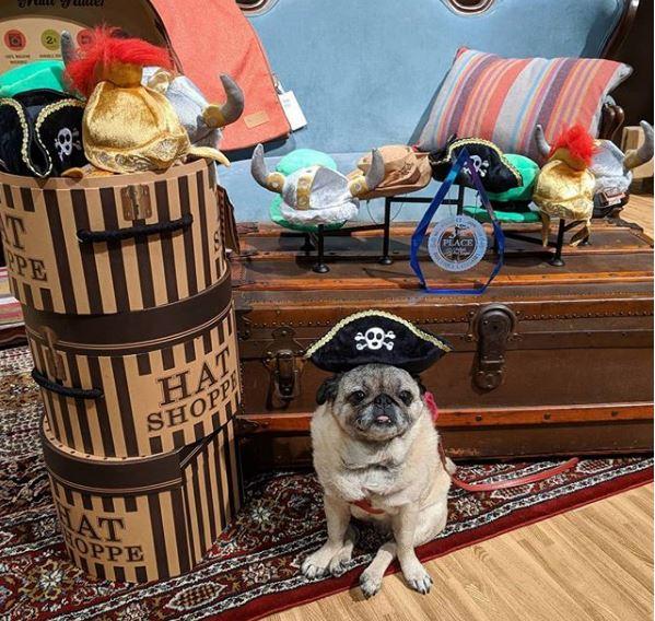 Momo Monday: The Trick to Getting All the Treats – P.L.A.Y.