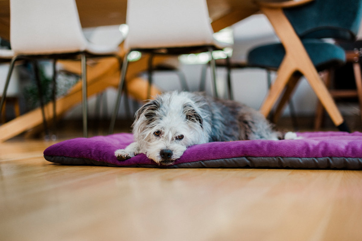 Feeling the Stress of Isolation? So are Shelter Pets – P.L.A.Y.