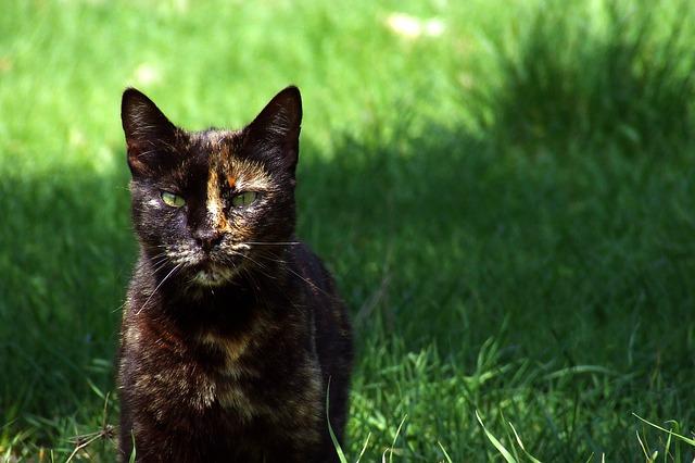 Brown Tortoiseshell Cat