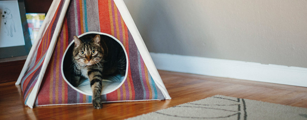 Interactive Cat Toys & Snuggle Beds from P.L.A.Y.