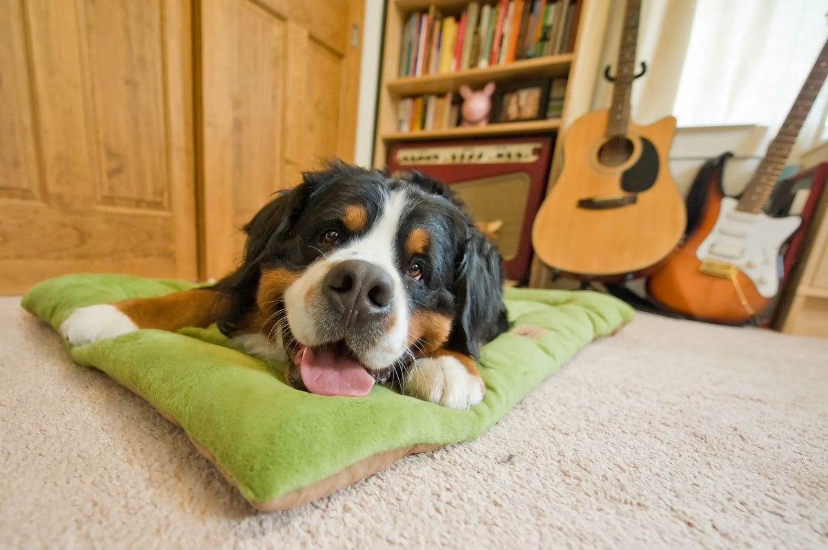 Beds Sale – P.L.A.Y.