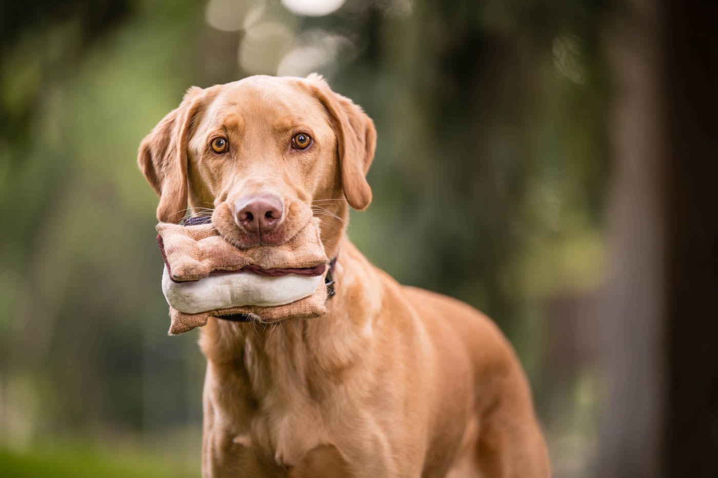Camp Corbin Plush Dog Toy Collection by P.L.A.Y.