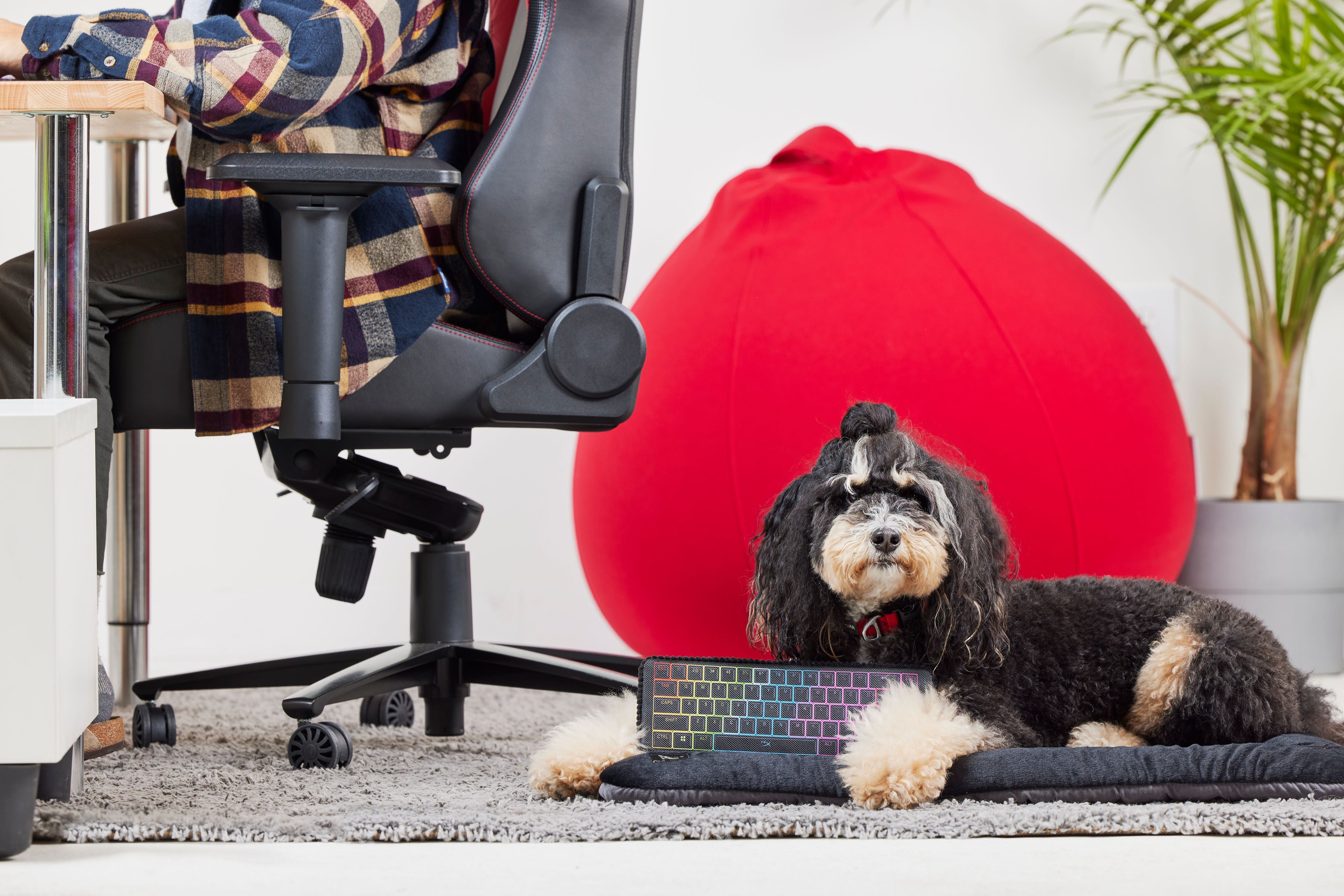 HyperX x P.L.A.Y. Gaming Pet Mat