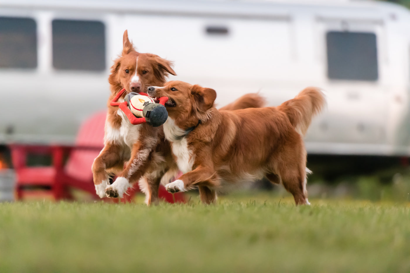 Camp Corbin Plush Dog Toy Collection by P.L.A.Y.