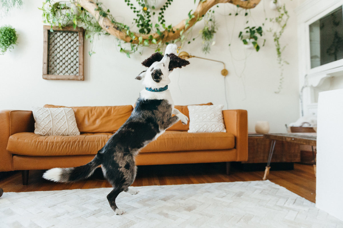 Edgar the Eagle: Plush Bird Dog Toy by P.L.A.Y.