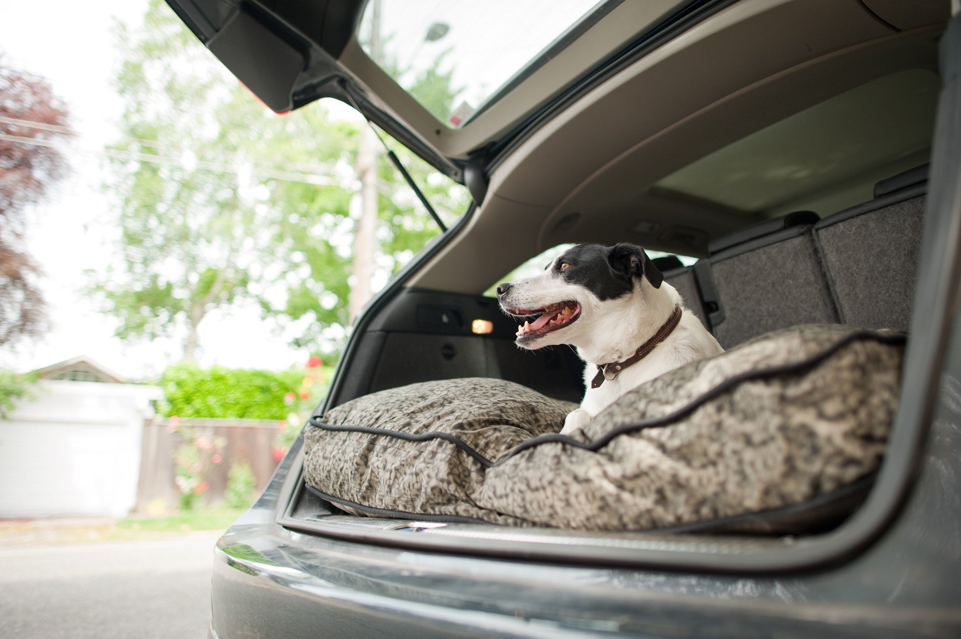 Frolic (Cover Only) – P.L.A.Y.