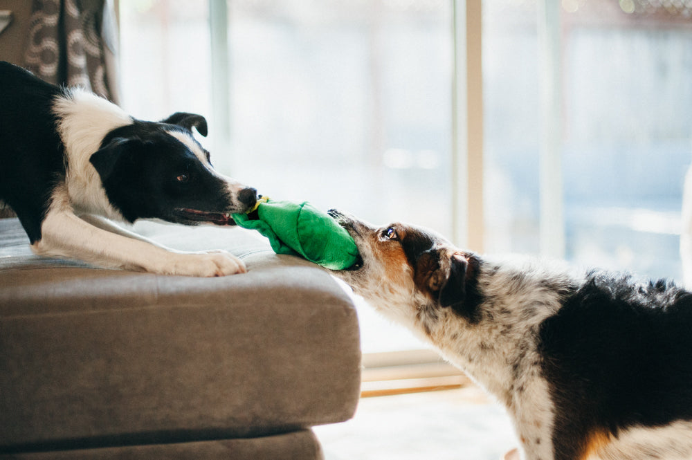 Dog Toys: Mutt Hatter Plush Toy Collection from P.L.A.Y.