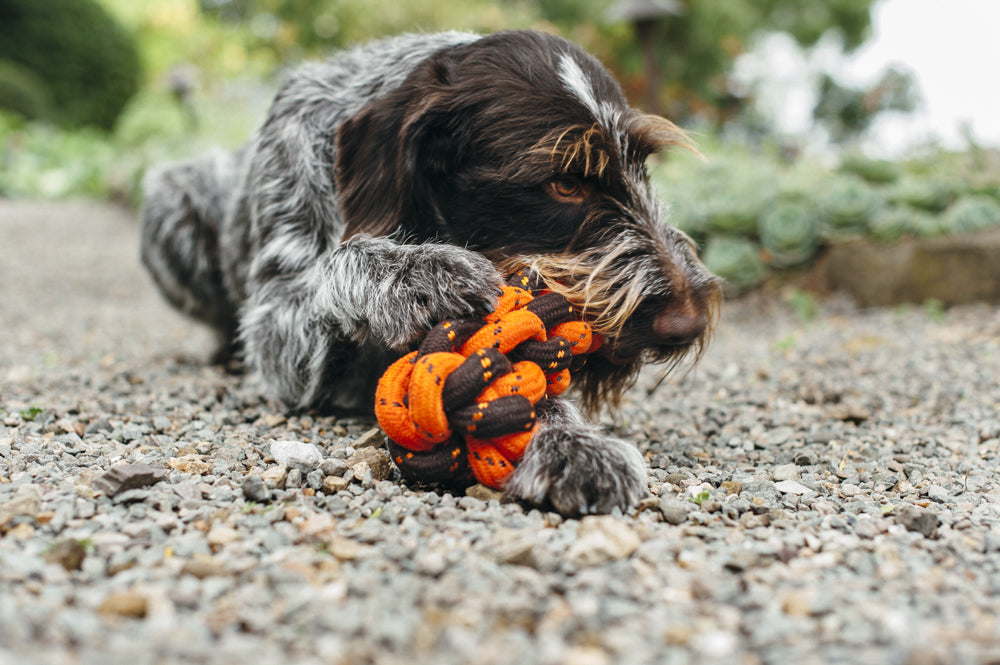 Dog Toy: Honeycomb Rope Chew Toy, from P.L.A.Y.