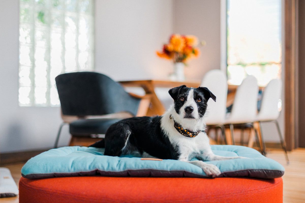 Luxuriously Soft Coastal Series Chill Pads for Pets, from P.L.A.Y.