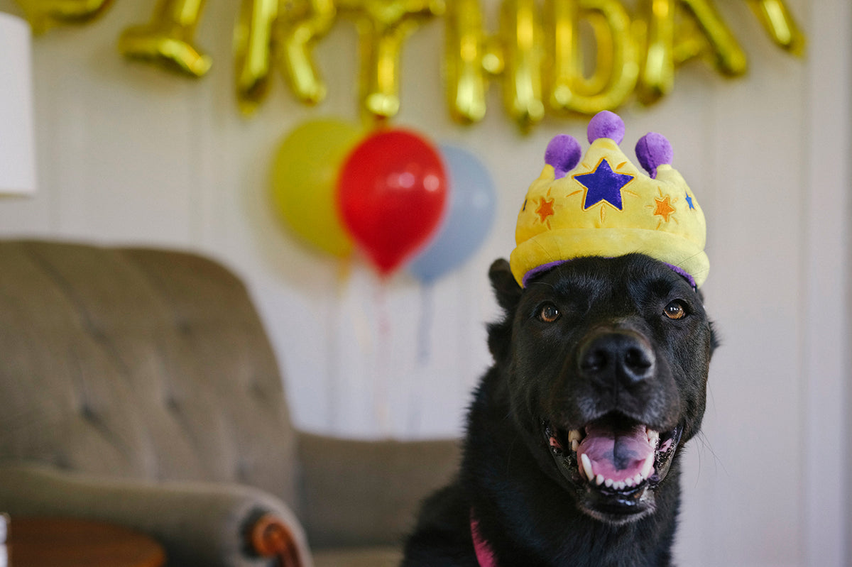 Party Time Dog Toy: Canine Crown by P.L.A.Y.