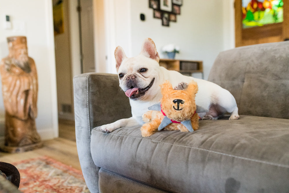 Dog Toys: Biff Sr. Spiked! Plush Toy Collection by P.L.A.Y.