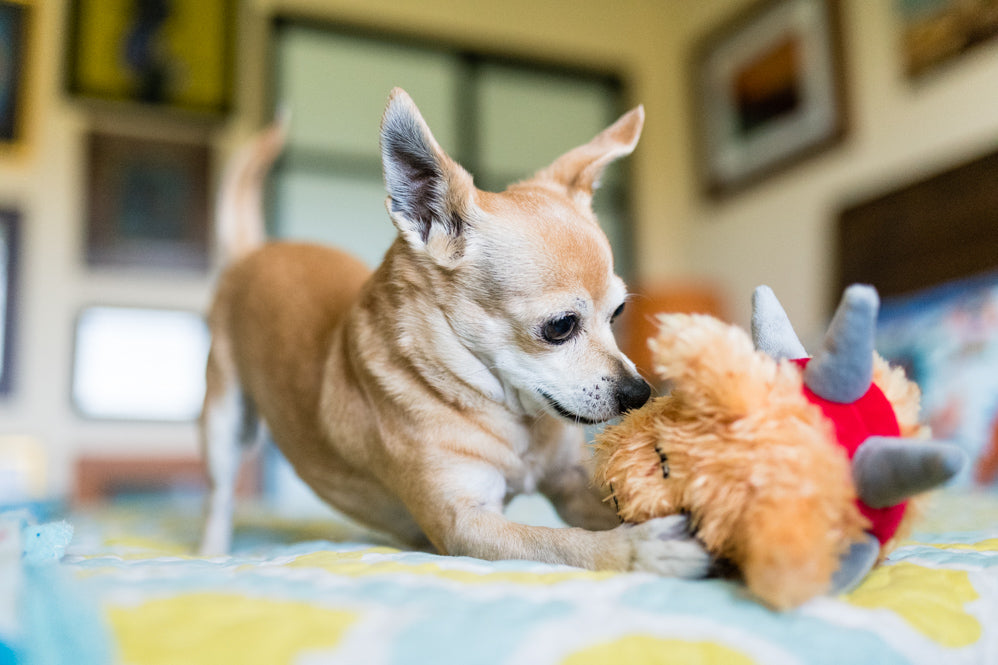 Dog Toys: Biff Spiked! Plush Toy Collection by P.L.A.Y.